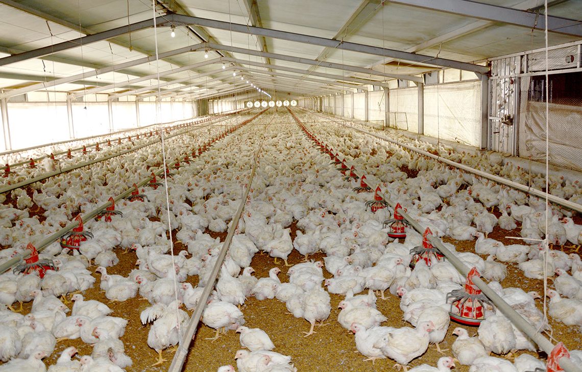 Ministerio Agricultura informa distribución de 6 millones de libras de ...