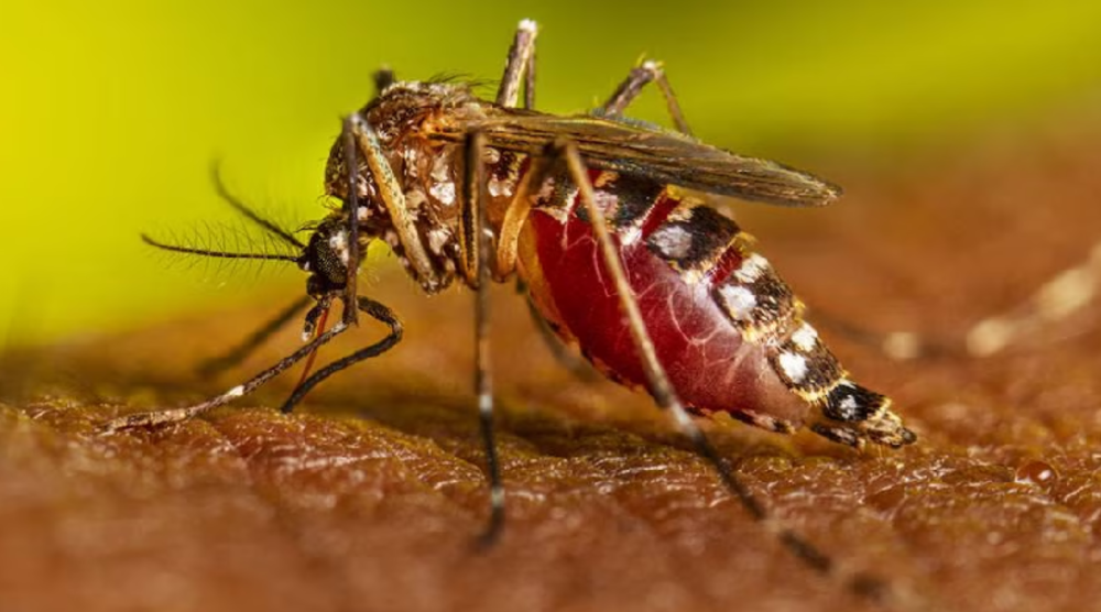 Salud Pública emite alerta ante propagación de la chikungunya ...